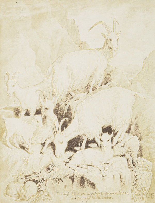 'The high hills are a refuge for the wild goats, and the rocks for the ...