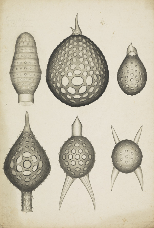 Botanical Drawings, Seed Pods/Pollen by Mungo Ponton | National ...