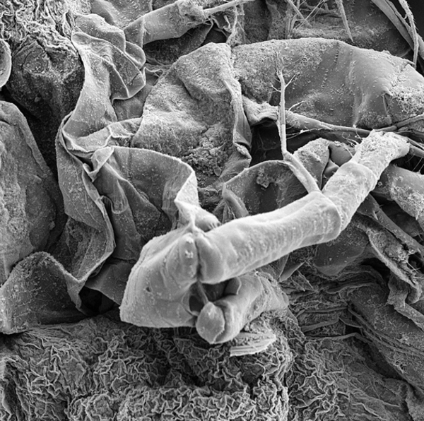 Plankton Study, Barra by Boyle Family (Mark Boyle, Joan Hills ...