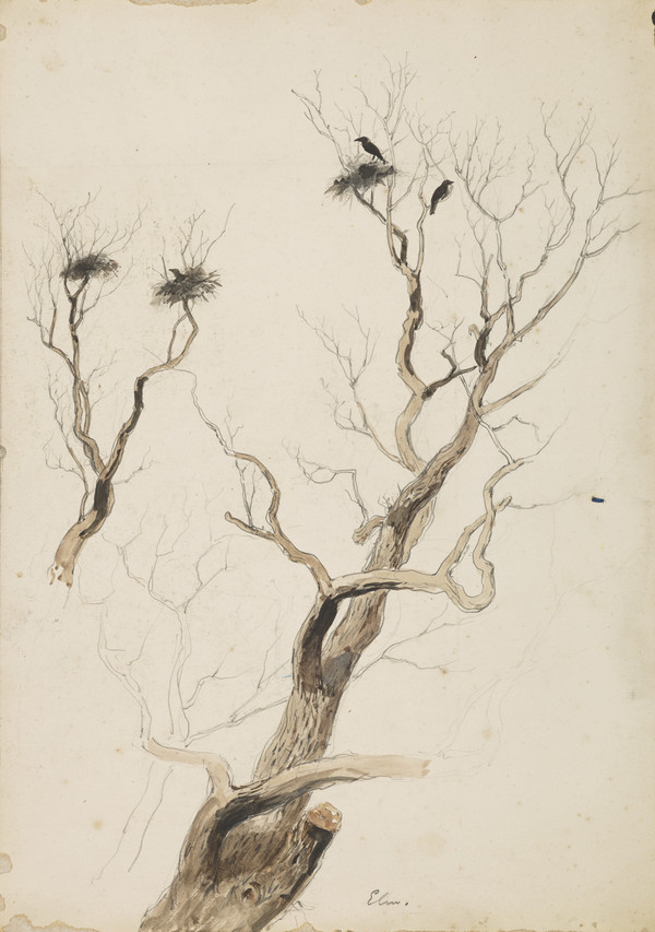 A Rookery in a Dead Elm Tree by William Bell Scott | National Galleries ...
