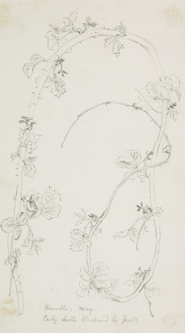 Brambles by William Bell Scott | National Galleries of Scotland