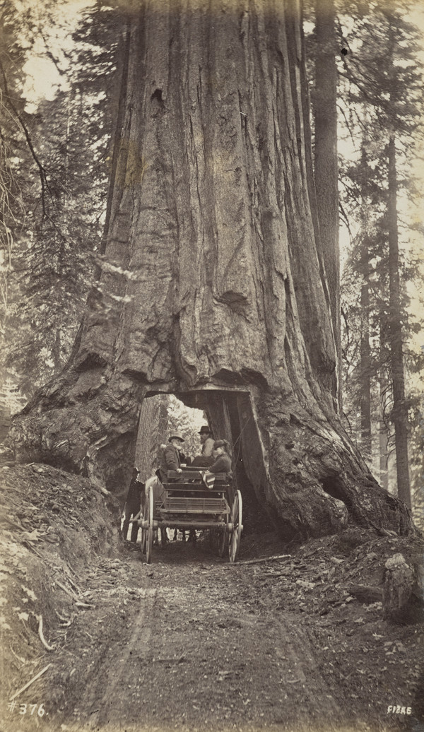 Wawona Tree, Mariposa Grove (California) by George Fiske | National ...