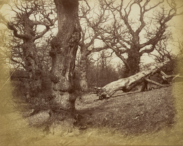 'Tree Study' by Thomas Carmichael | National Galleries of Scotland