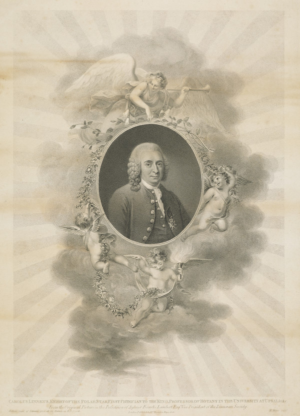 Sir Charles Linnaeus, 1707 - 1778. Naturalist by Henry Meyer | National ...