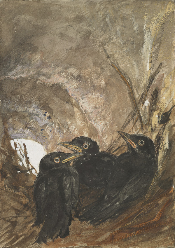 Three Fledgling Jackdaws at Penkill Castle by William Bell Scott ...