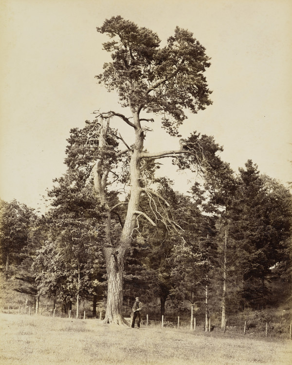 Tree with man standing nearby | National Galleries of Scotland