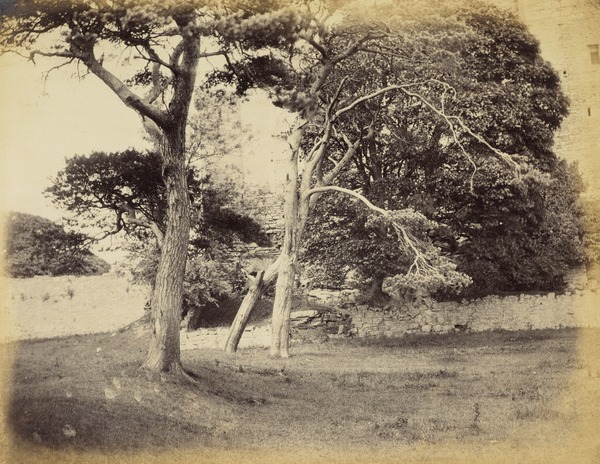 Trees at Craigmillar by William Donaldson Clark | National Galleries of ...