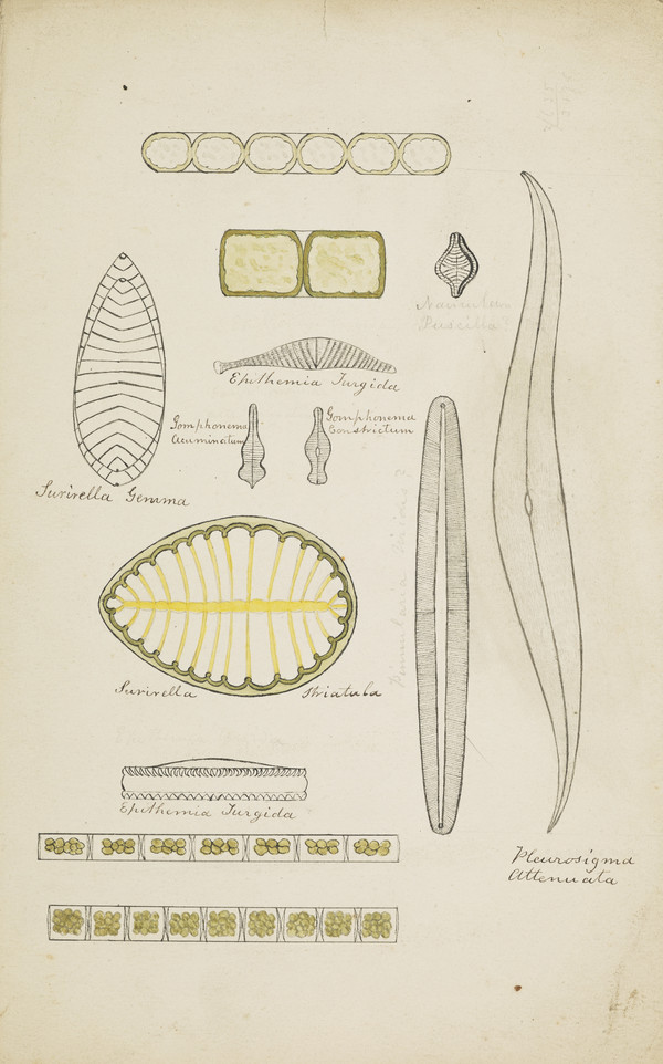 Biological Drawings, Assorted Diatoms by Mungo Ponton | National ...