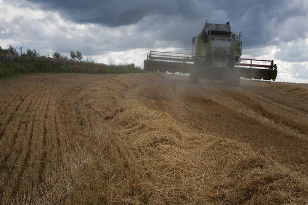 Harvesting Barley Along the Strathmore Valley, Near Coupar Angus by ...