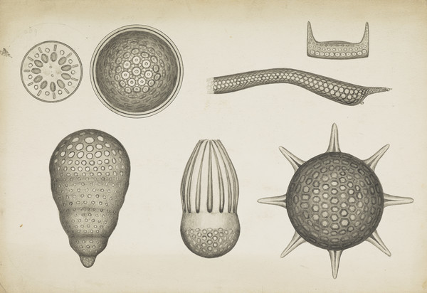 Biological Drawings, Assorted Radiolarians by Mungo Ponton | National Galleries of Scotland