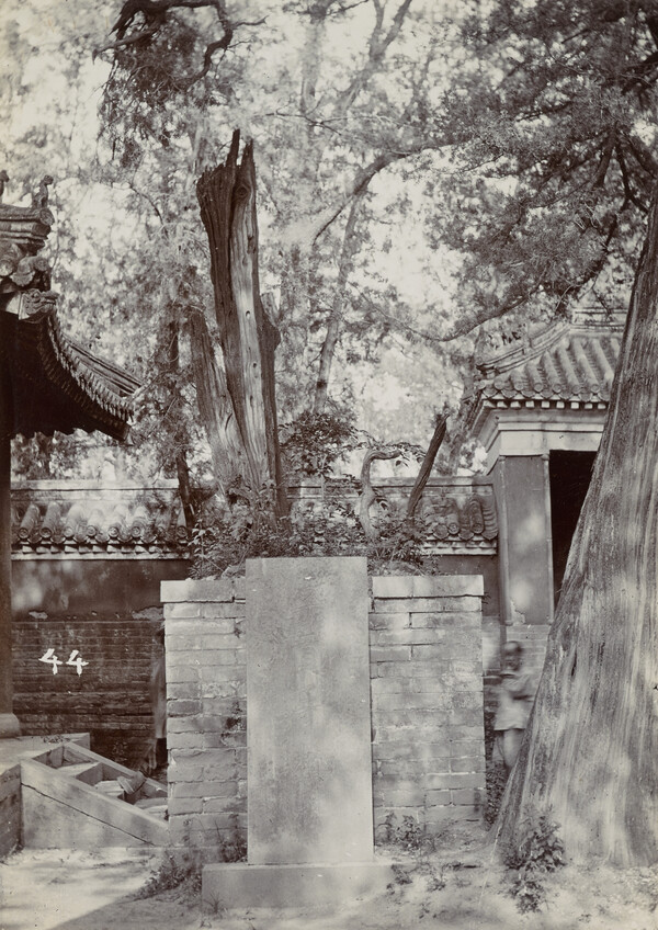 Tree at Grave of Confucius Planted by Tzu Kung | National Galleries of ...