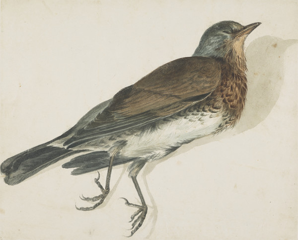 Dead Thrush by Patrick Syme | National Galleries of Scotland