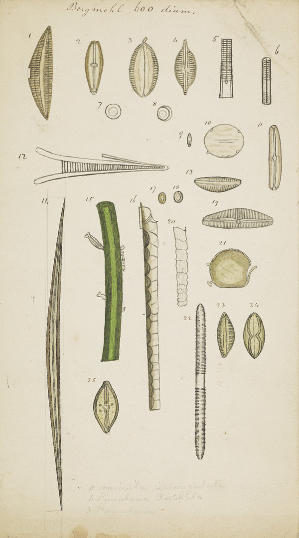 Biological Drawings, Assorted Diatoms by Mungo Ponton | National ...