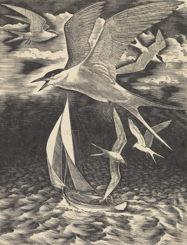 Wings: Common Terns by G.W. Lennox Paterson | National Galleries of ...