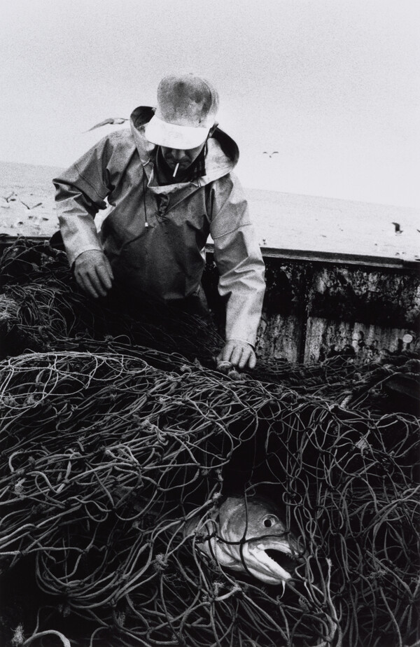 Stuart Kerr untangles a cod from the nets, aboard the 'Mairead', North ...