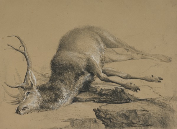 A Dead Stag by Sir Edwin Landseer | National Galleries of Scotland