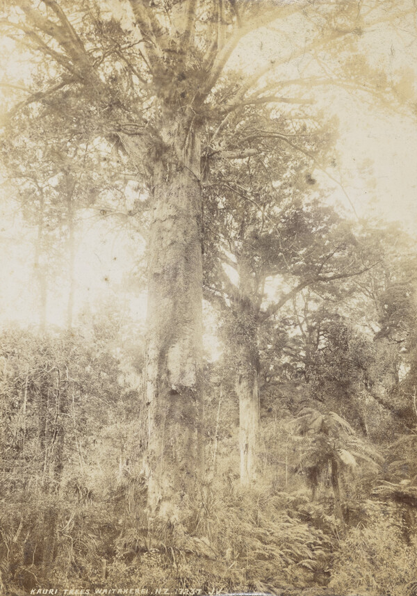 Kauri Trees, Waitakere, New Zealand by James Valentine | National ...