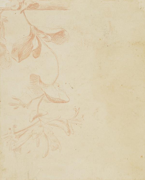 Study of Honeysuckle Flowers by Alexander Runciman | National Galleries ...