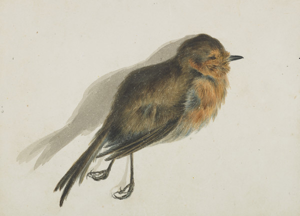 Dead Robin by Patrick Syme | National Galleries of Scotland