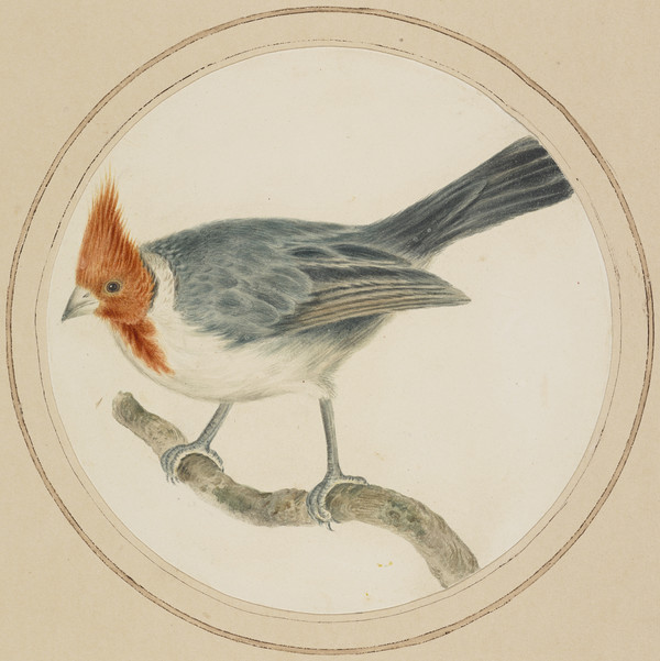 A Red-Crested Finch ? by Patrick Syme | National Galleries of Scotland