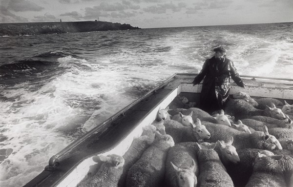 Sheep Being Brought from their Grazing on the Island of Copinsay for ...