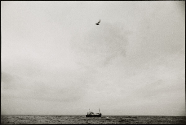 The Seine-netter 'Denebula', on the North Sea at Dawn by Jeremy Sutton ...