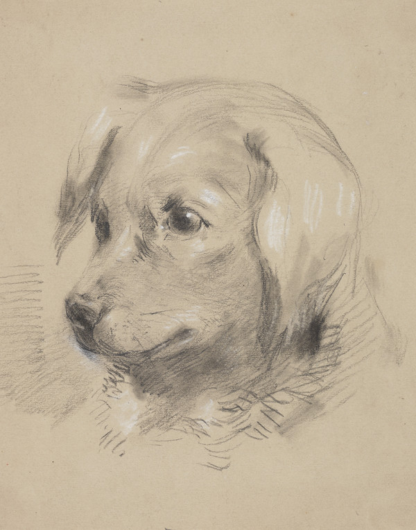 Portrait of a Dog by John Crawford Wintour | National Galleries of Scotland