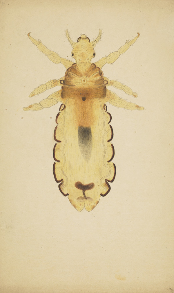 Biological Drawings, Head Louse by Mungo Ponton | National Galleries of ...