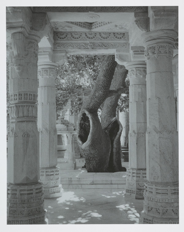 Enlightenment Tree by Pradip Malde | National Galleries of Scotland