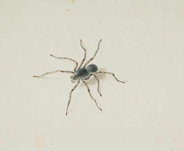 Spider by Patrick Syme | National Galleries of Scotland