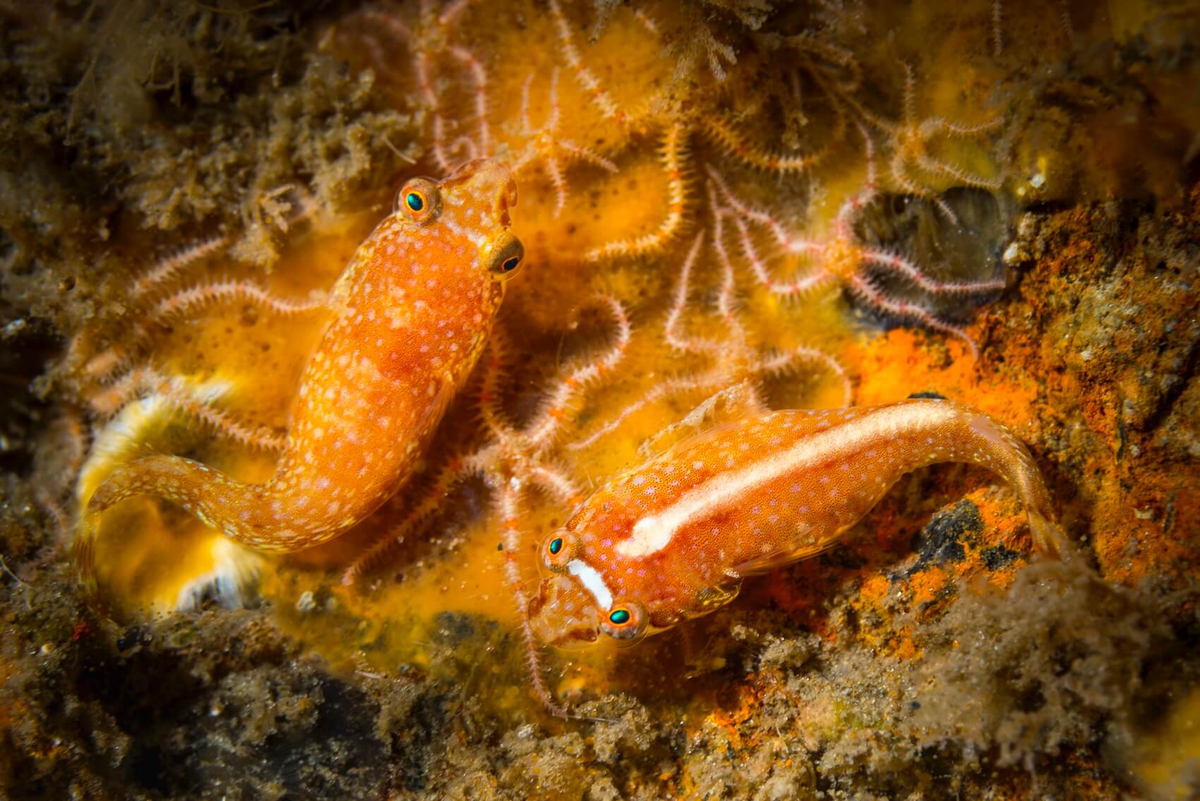 Doe mee - Stichting De Noordzee