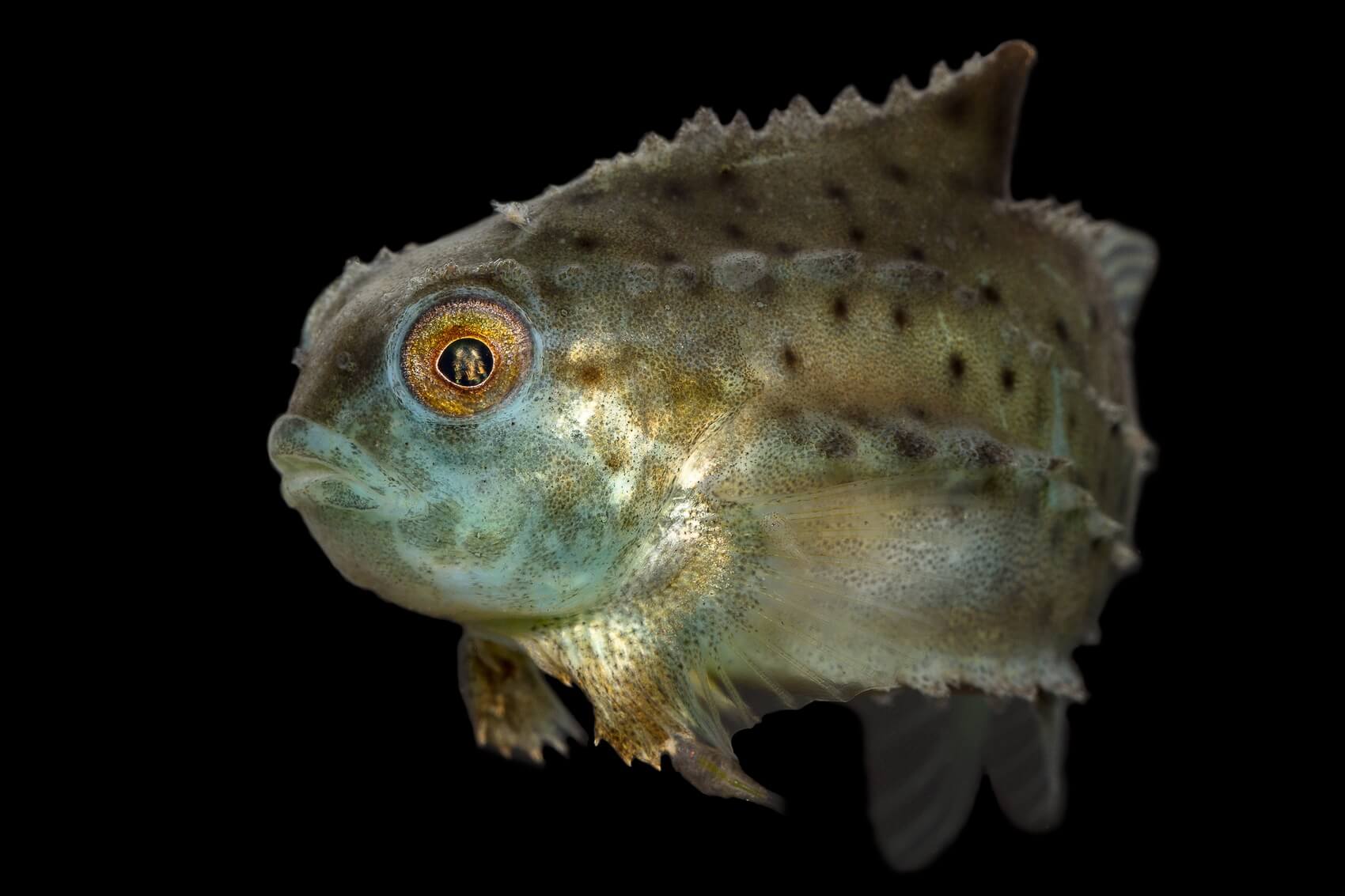 Het belang van biodiversiteit in de Noordzee - Stichting De Noordzee