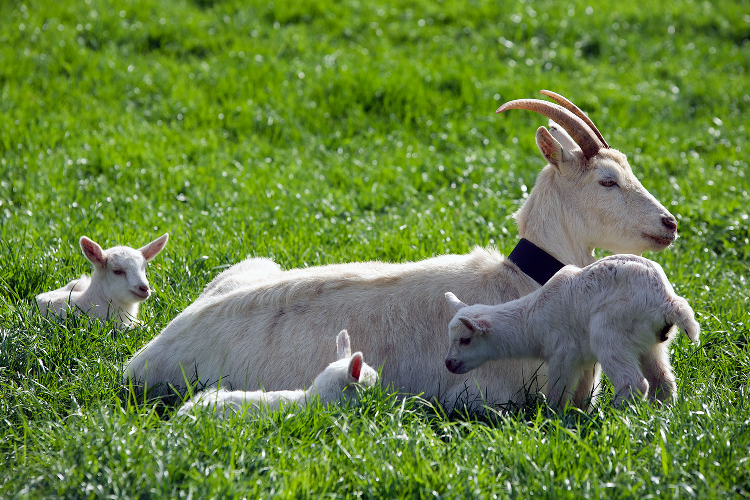 La chèvre et les trois chevreaux - Notre Histoire