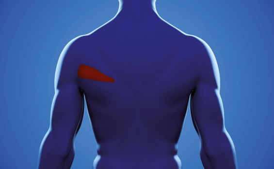 Rutina sin pesas ~ MUSCULACIONUTRICION