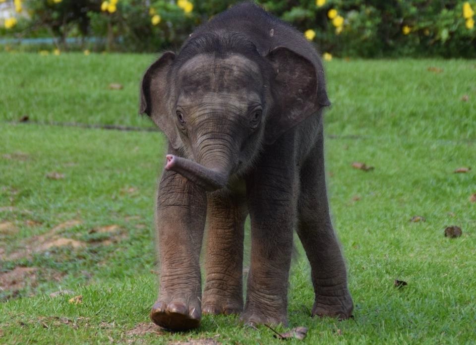 Pygmy Elephant Baby