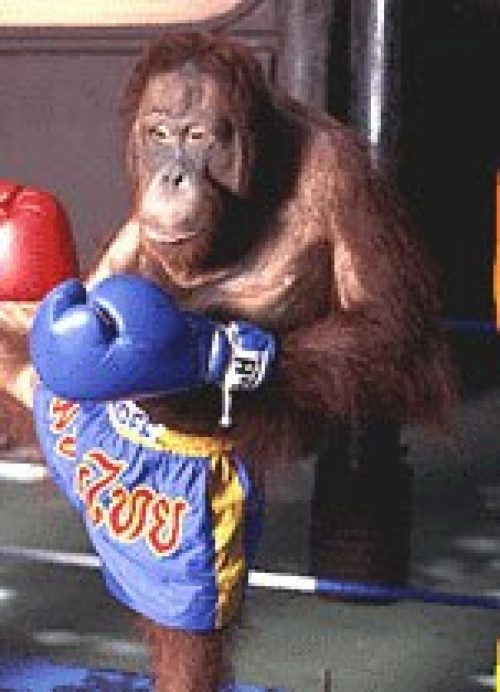 Boxing Orangutans to be returned to Indonesia | Orangutan Appeal