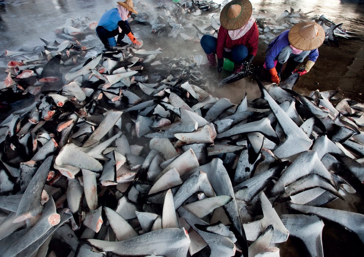 Oceanographic Magazine / Issue Nine / Dancing with orcas - Oceanographic