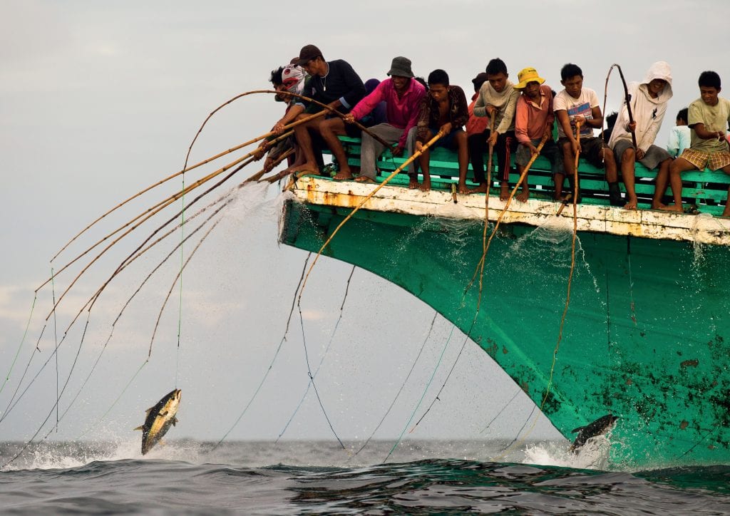 Oceanographic Magazine / Issue Nine / Dancing with orcas - Oceanographic