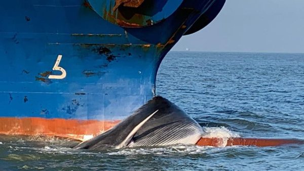 Fin whale on vessel's bow 'killed by ship strike' - Oceanographic ...