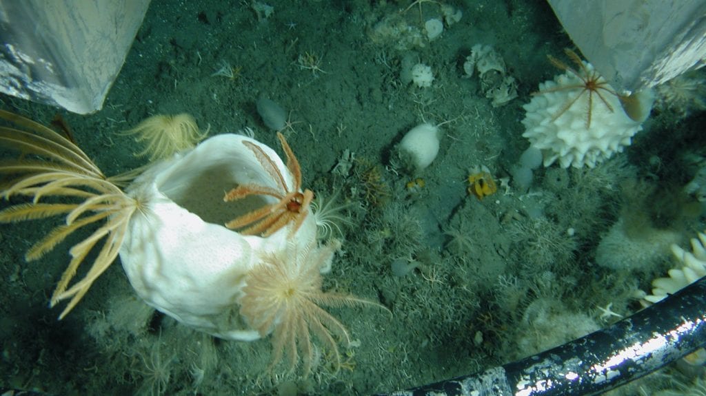 Benthos in Antarctic Weddell Sea in decline - Oceanographic - Oceanographic