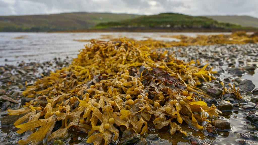 Researchers convert washed-up seaweed into biofuels and fertiliser ...