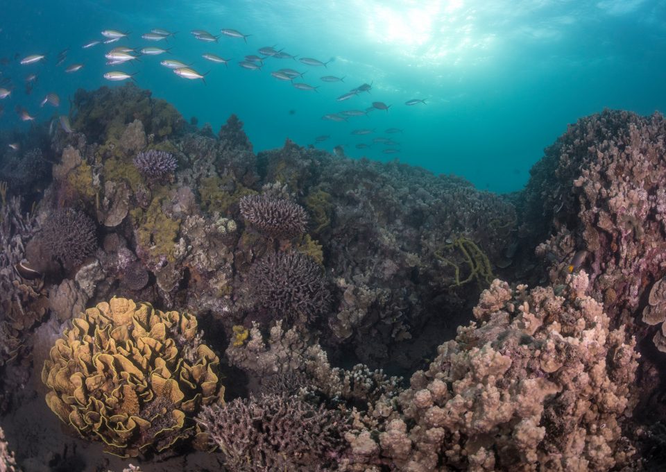 The Great Wall of Fiji: Expeditions to the island nation's barrier reef - Oceanographic ...