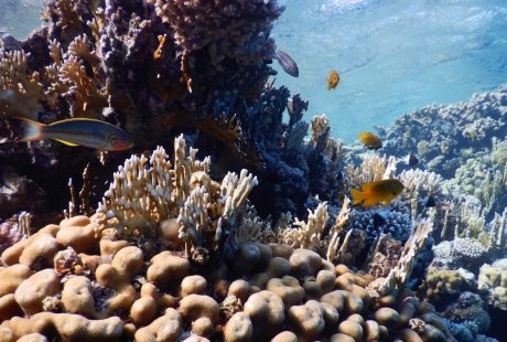 News - Oceanographic - Oceanographic