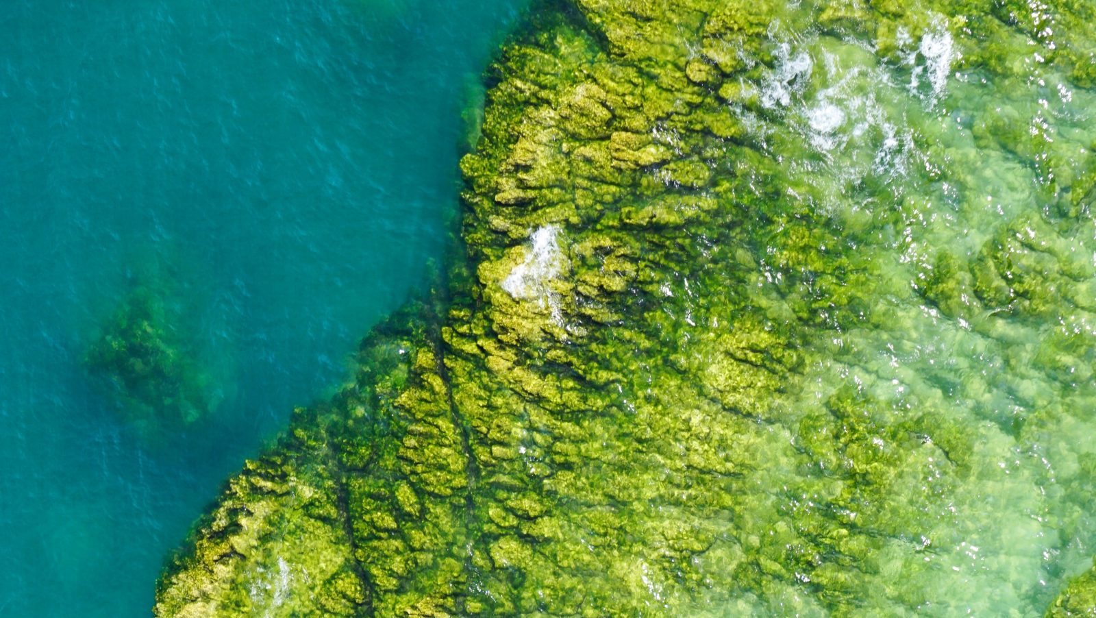 Fish fecal carbon sequestering likely halved over past century ...