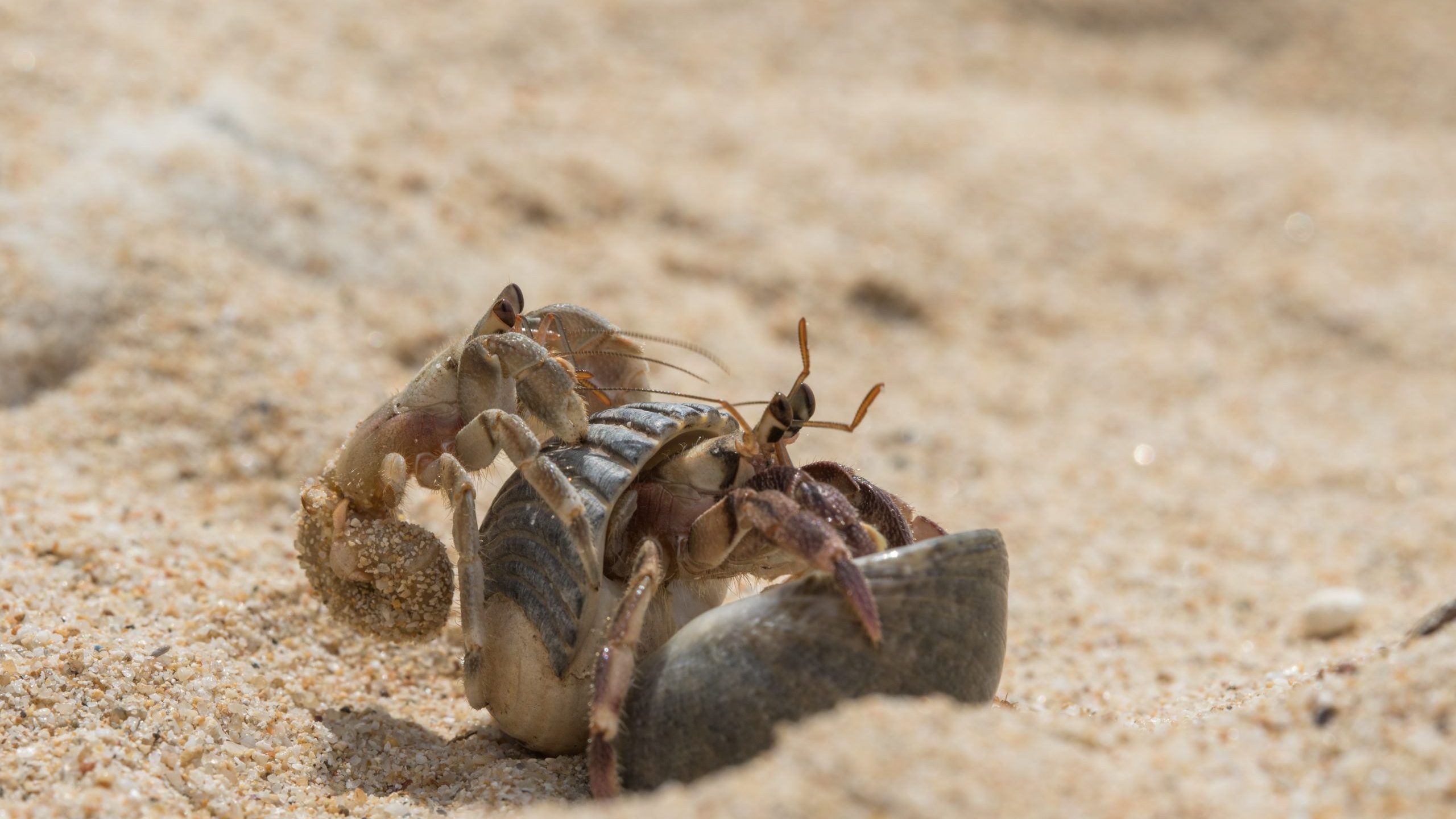Hermit crab behaviour affected by microplastics, study finds ...