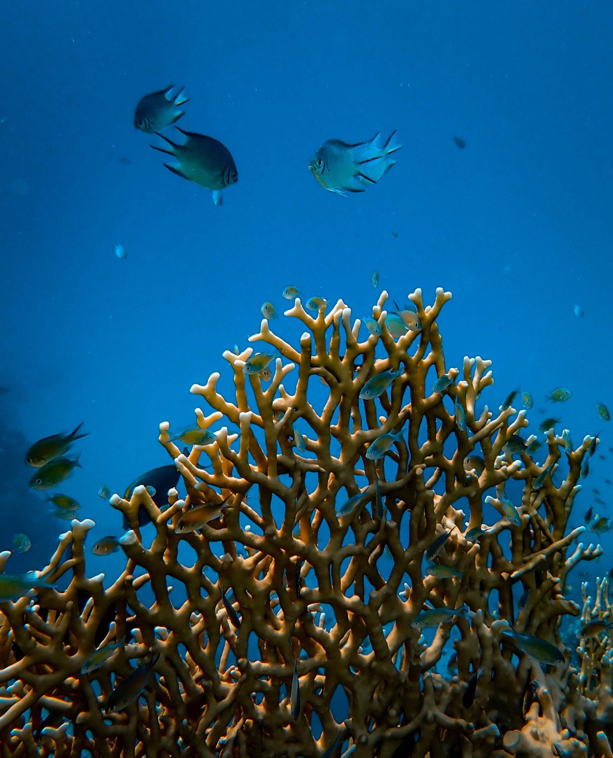 Global coral reef survey reveals extent of reef crisis - Living Oceans ...