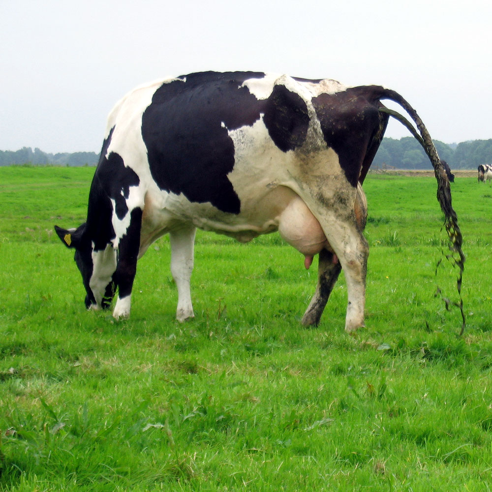 Moeten koeien minder poepen? - OneWorld