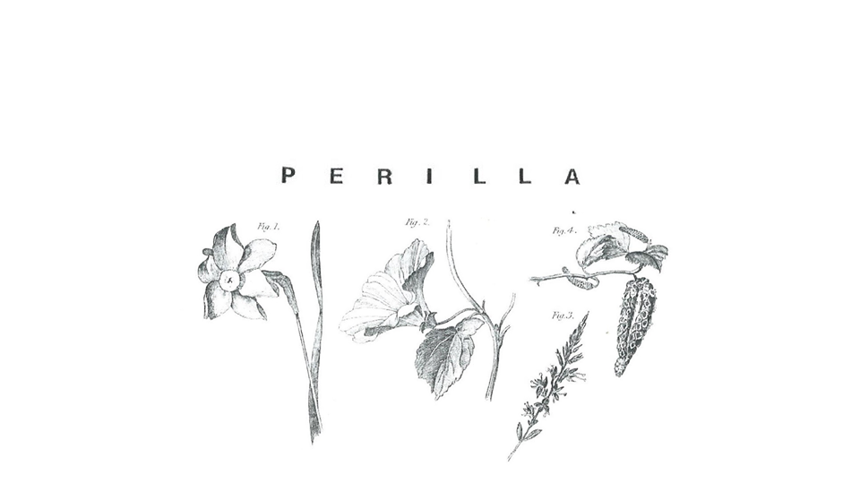 Review: Perilla Pop-Up @ Platform 1 - ON IN LONDON