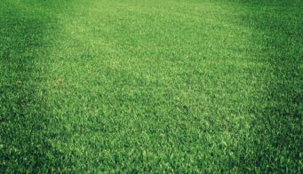 Products | Buy Turf