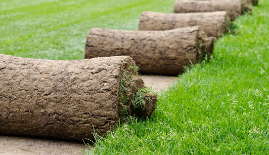 How to Choose the Right Turf | Online Turf